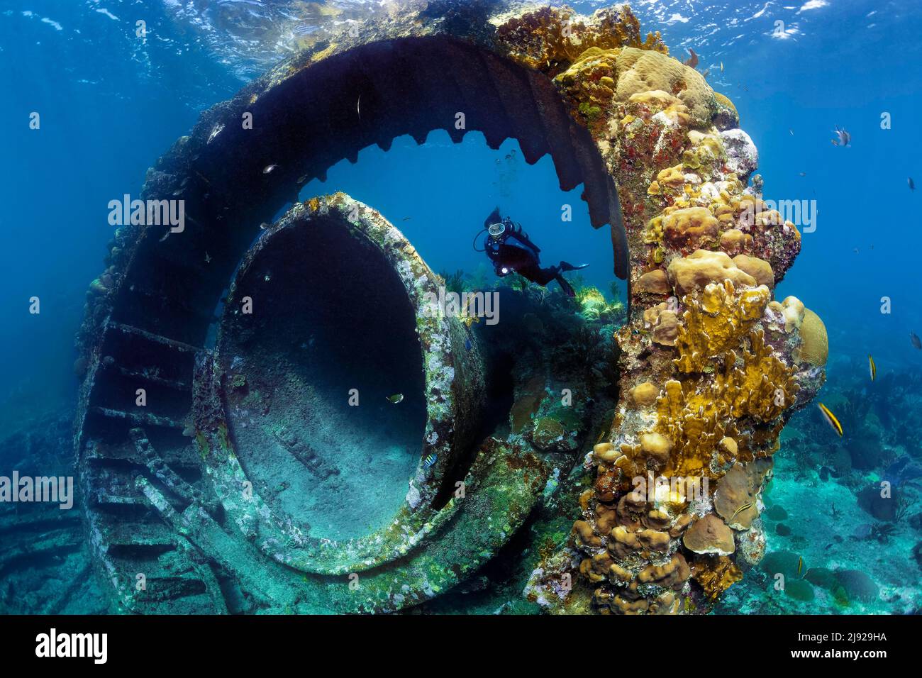 Diver, tooth rim of gun turret, shipwreck, wreck on sandy bottom ...
