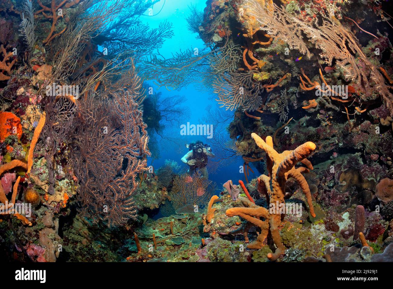 Octopus sponge hi-res stock photography and images - Alamy