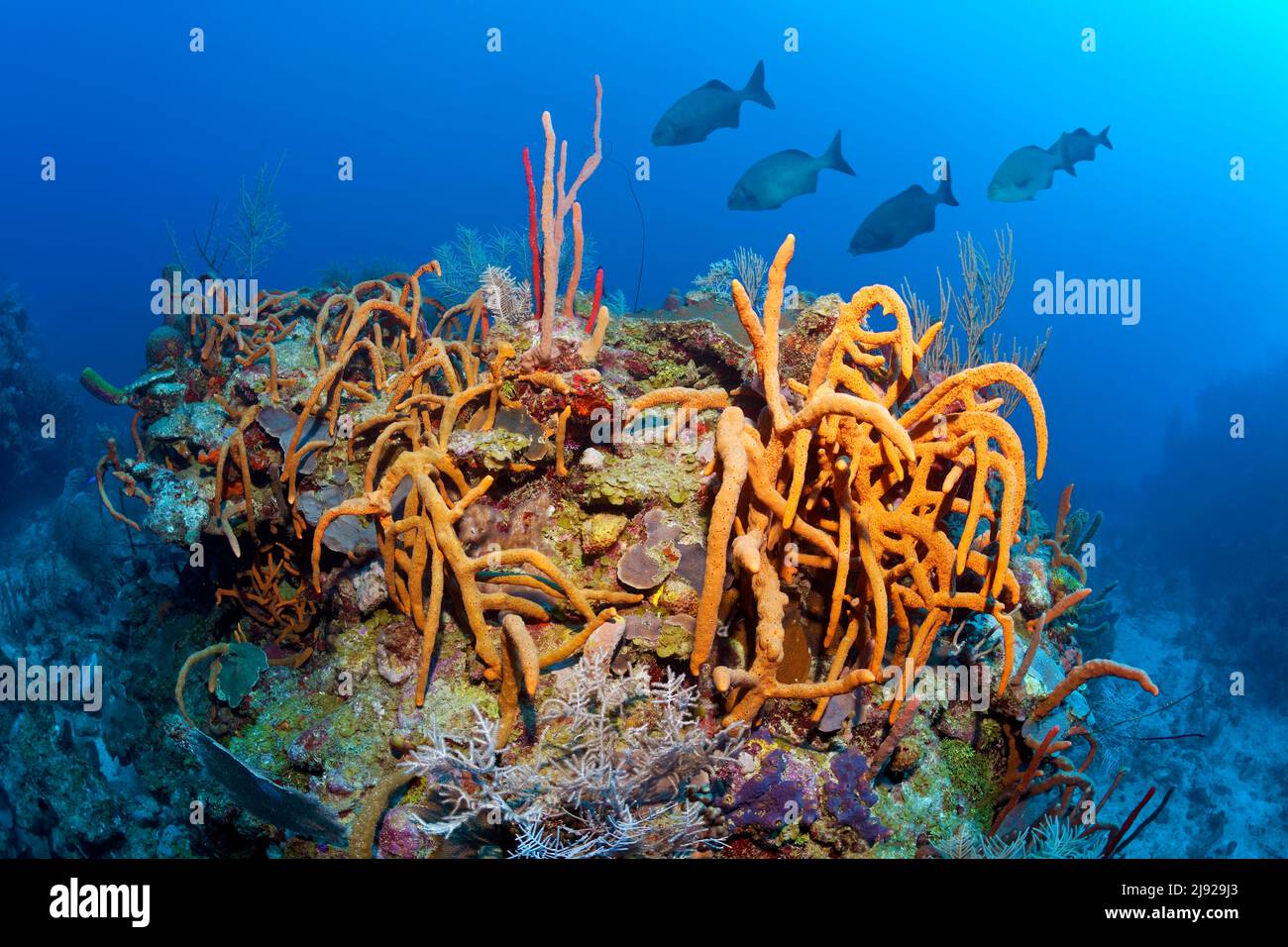 Typical Caribbean coral (Octocorallia) reef, large coral block with ...