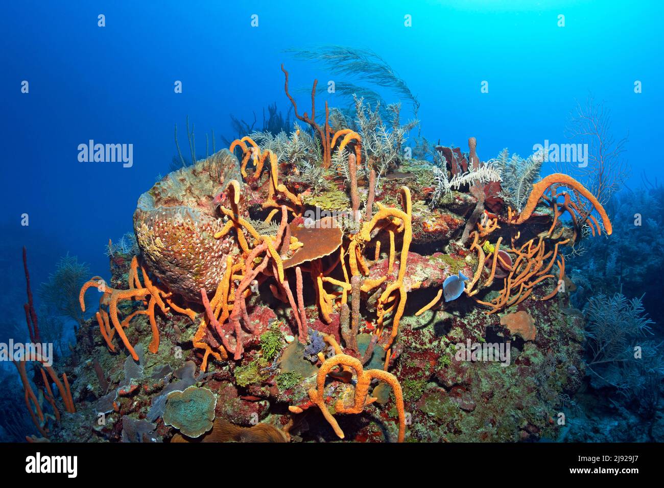 Typical Caribbean coral (Octocorallia) reef, large coral block with ...