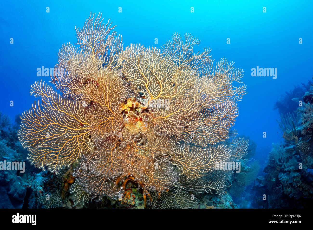 Coral block with deep sea gorgonian (Inciligorgia schrammi), Caribbean ...