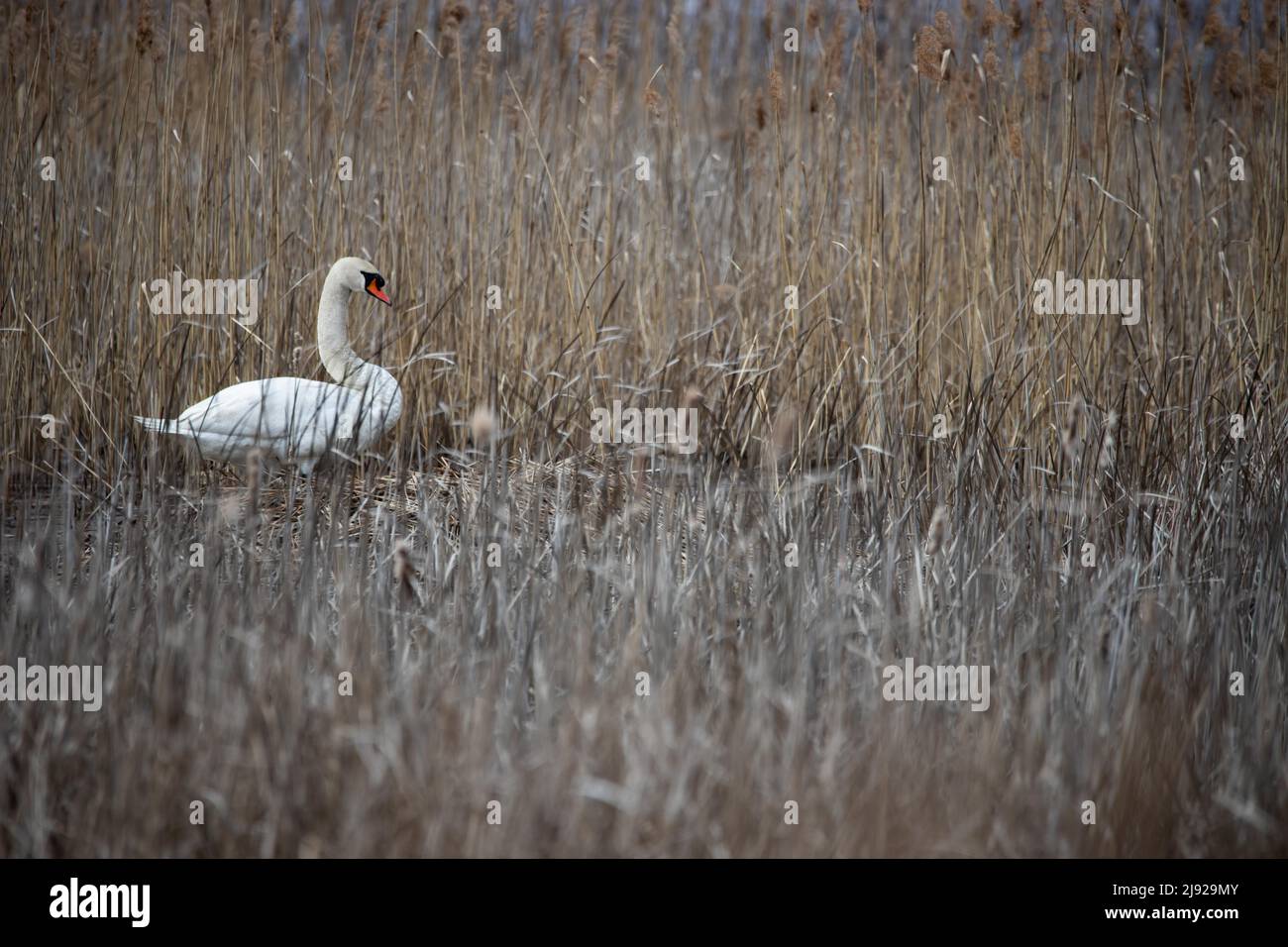Swan reed bed, nest, cane, podkarpackie, Poland Stock Photo - Alamy