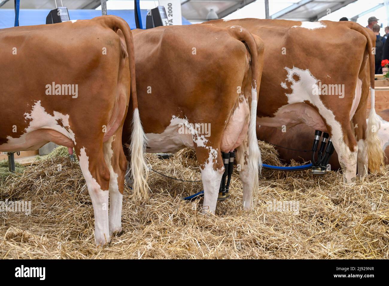 Suckler cows Fleckvieh milking system Stock Photo - Alamy