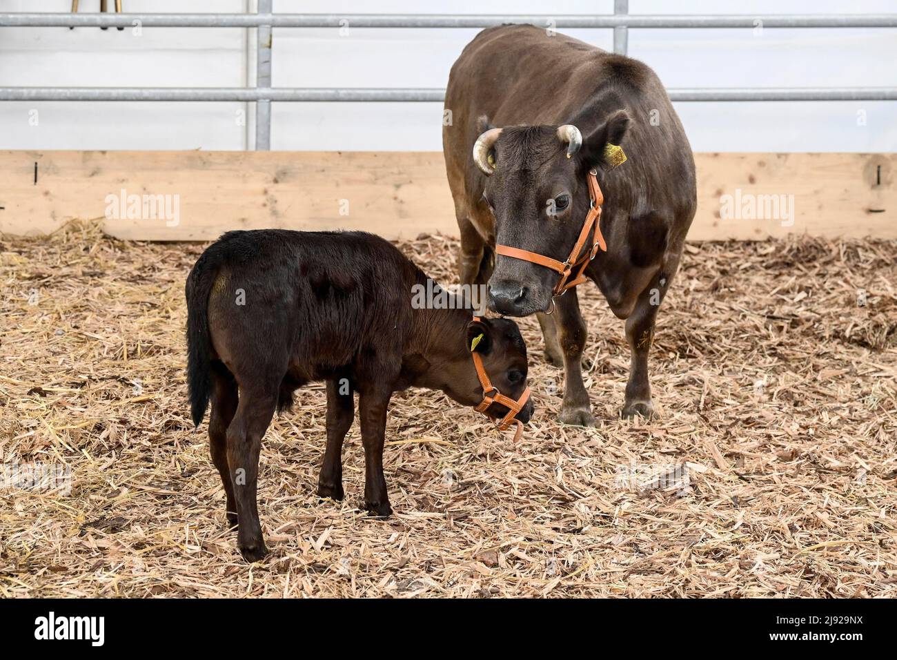 Dwarf cattle hi-res stock photography and images - Alamy
