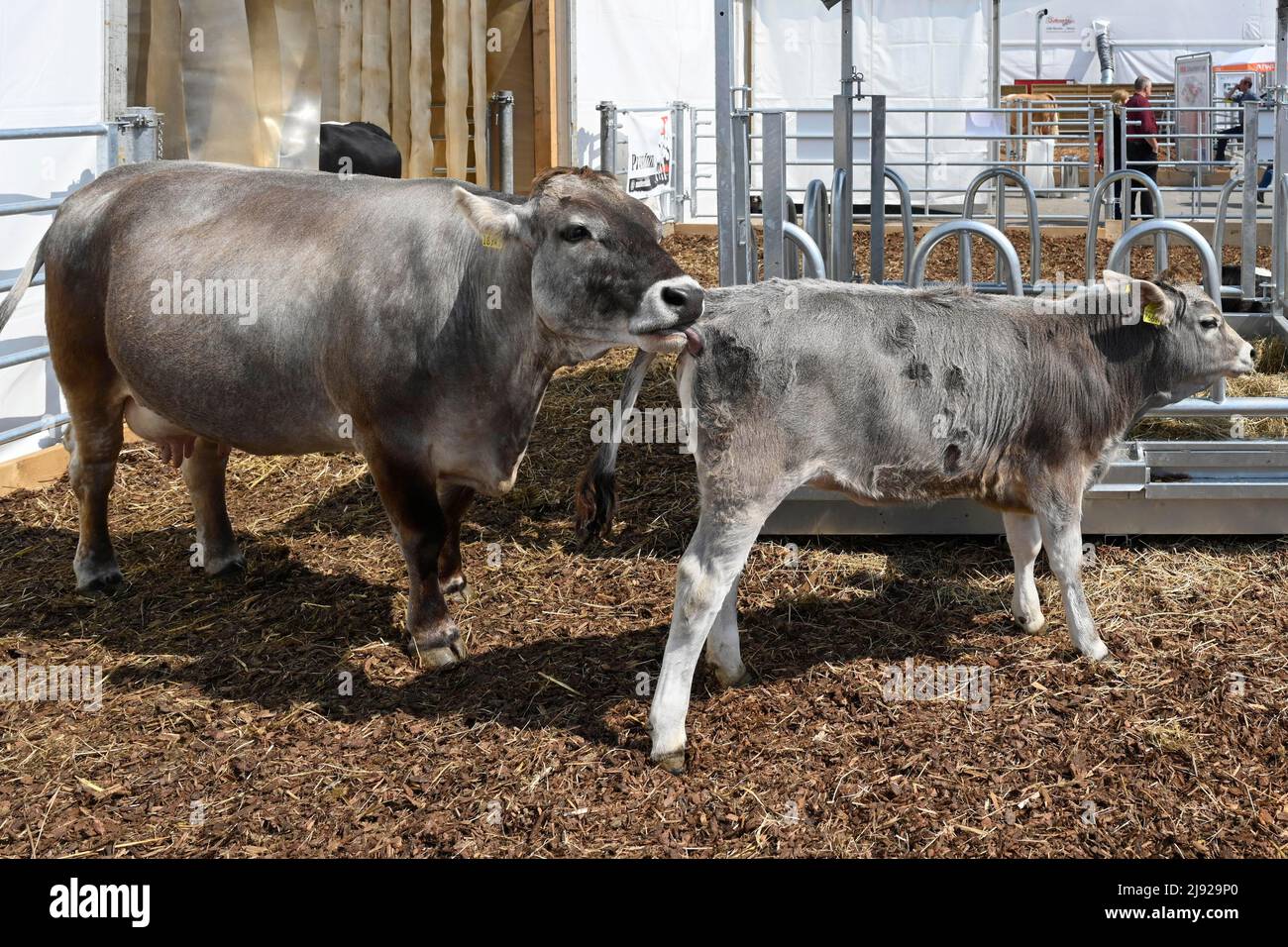 Mother cow with calf hi-res stock photography and images - Alamy