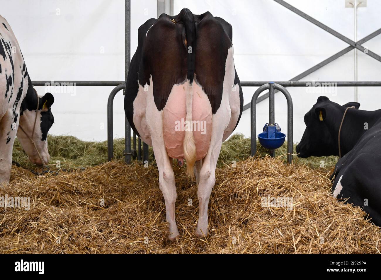 Cow mother female holstein hi-res stock photography and images - Alamy
