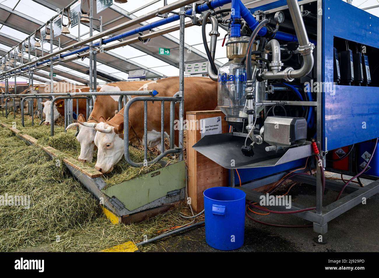 Suckler cows Hinterwaelder DeLaval milking parlour system Stock Photo ...