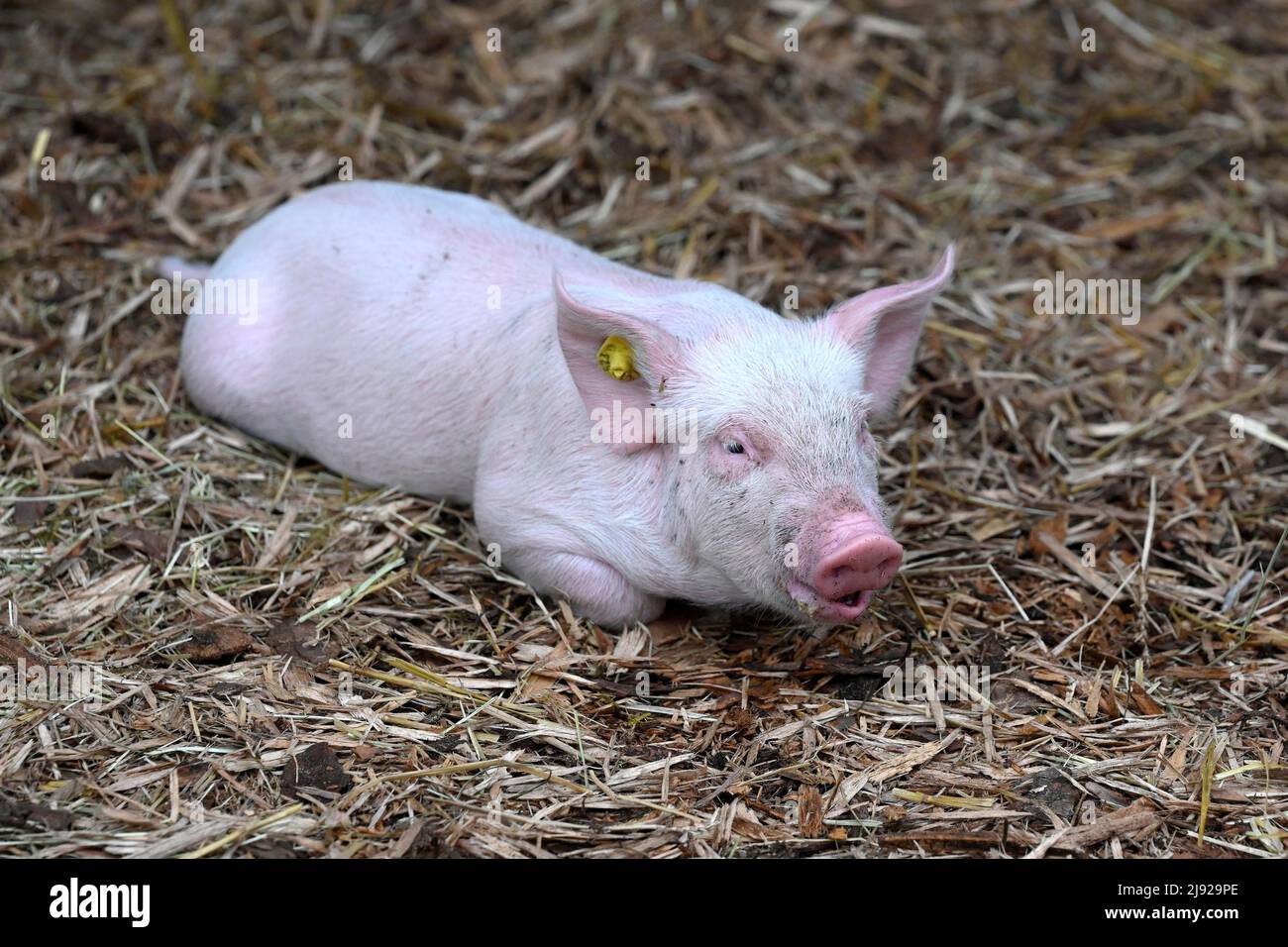 Pig (Sus scrofa domesticus) Piglet Stock Photo - Alamy