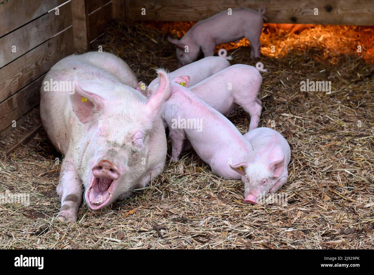 Pig (Sus scrofa domesticus) with piglet Stock Photo - Alamy