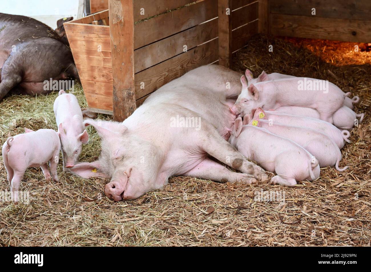 Pig (Sus scrofa domesticus) with piglet Stock Photo - Alamy