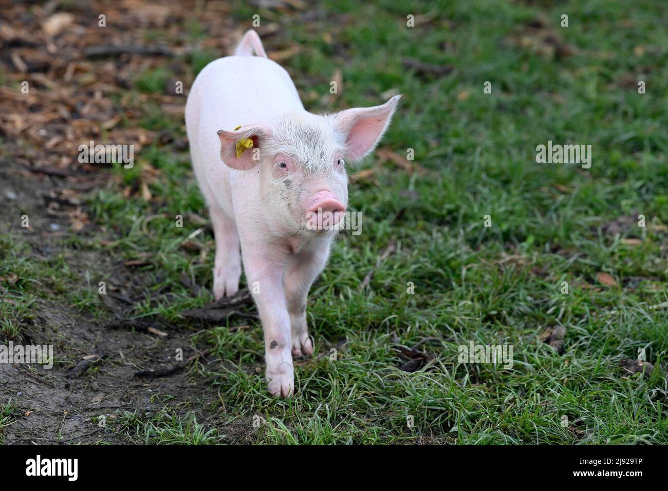 Pig (Sus scrofa domesticus) Piglet Stock Photo - Alamy