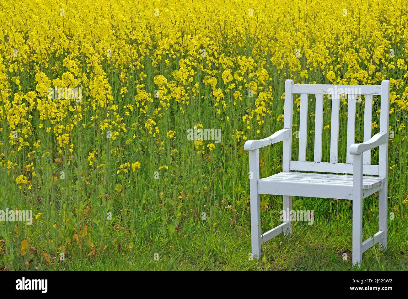 Wooden chair standing at the edge of a flowering rape field, spring ...