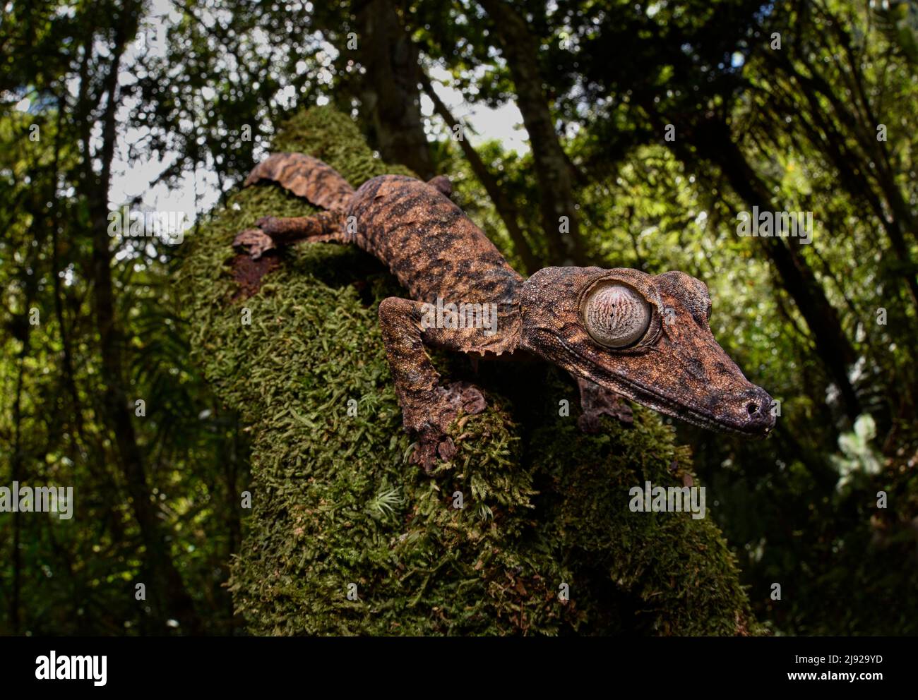 A leaf-tailed gecko of the genus (Uroplatus gigantaeus) in the ...