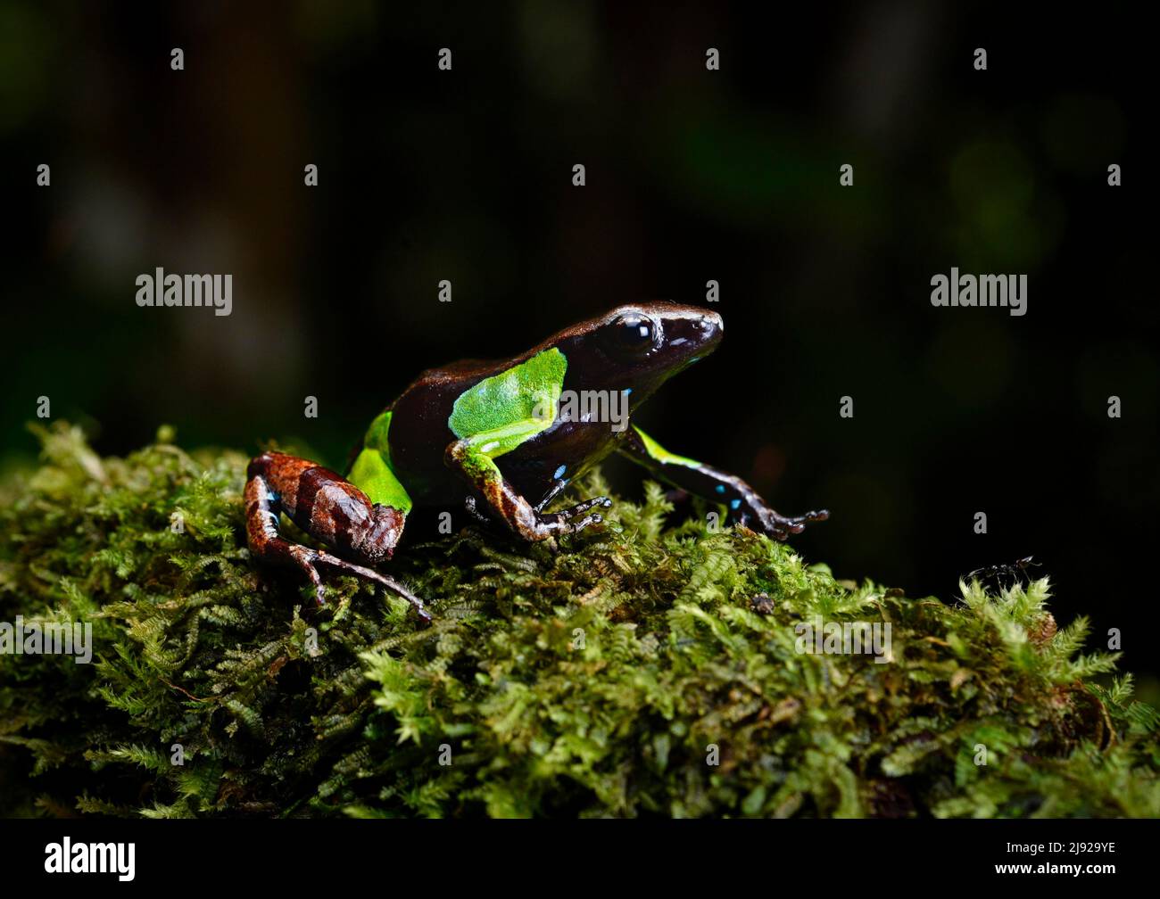 Variegated frogs of the genus (Mantella nigricans) in the rainforests ...