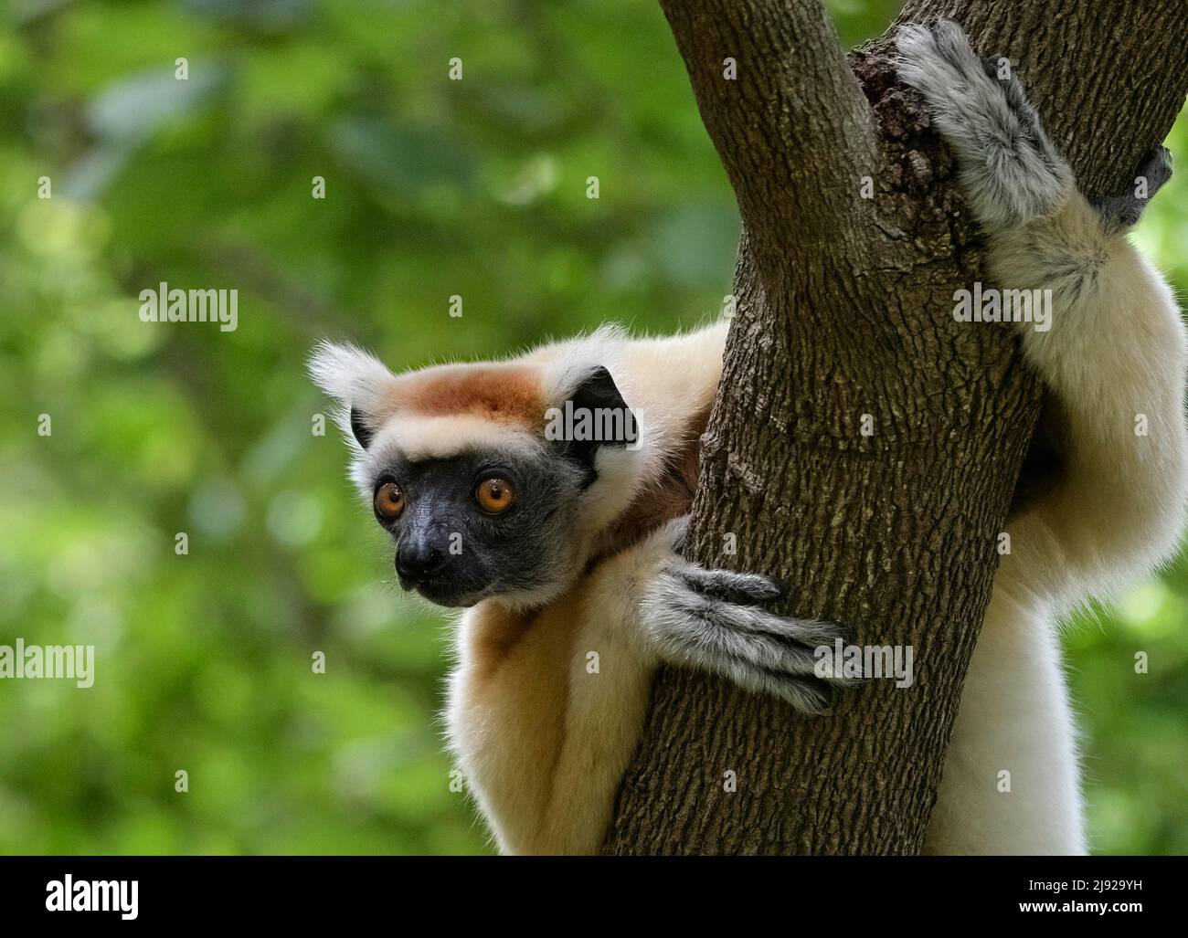 Loki manambato reserve hi-res stock photography and images - Alamy