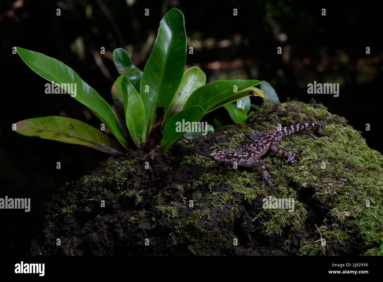 Big-headed gecko of the genus (paroedura oviceps) in the rainforests of ...