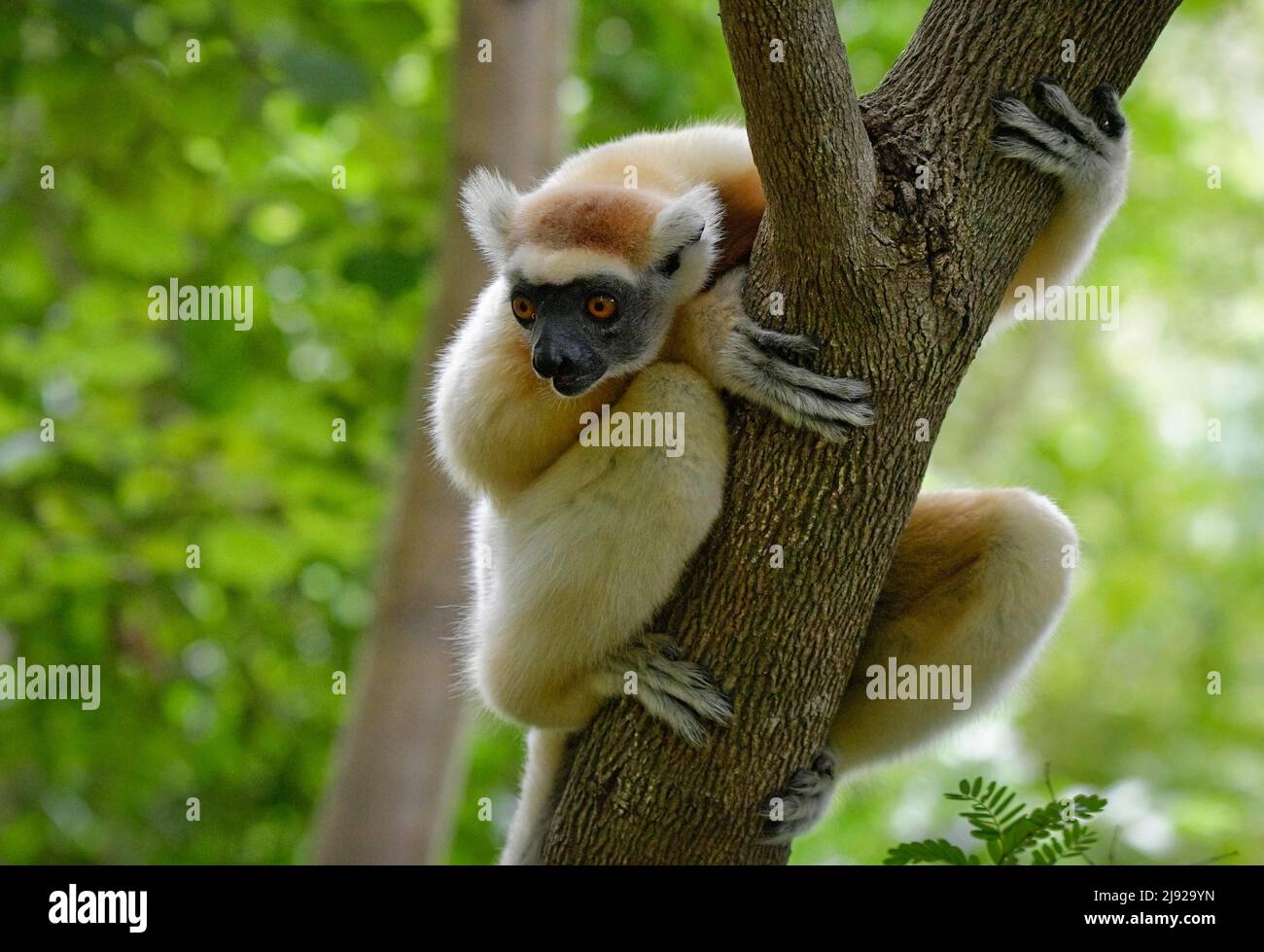 A golden-crowned sifaka (Propithecus tatersalli) in the dry forests of ...