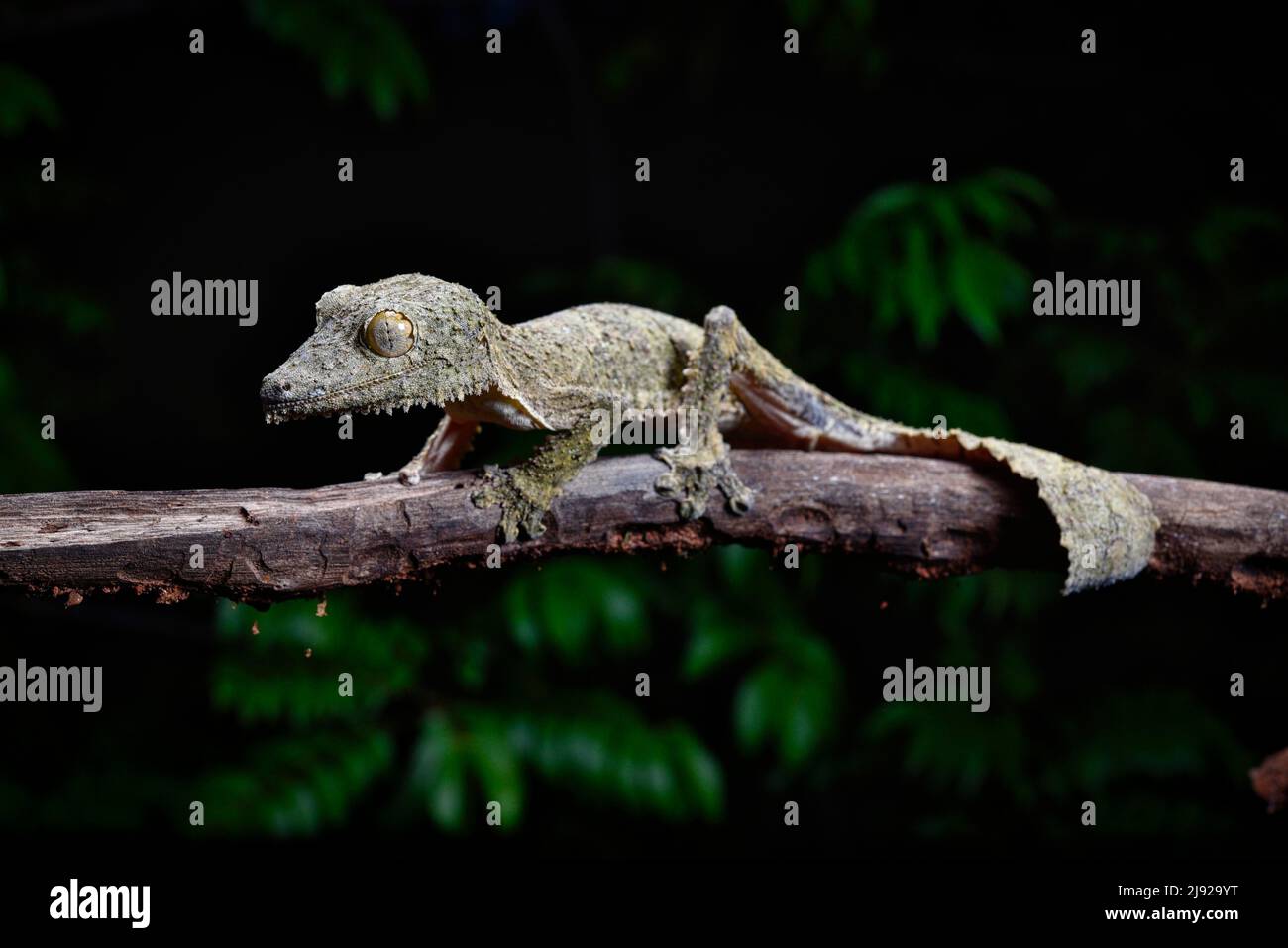 A henkel's leaf-tailed gecko (Uroplatus henkeli) of the genus in the ...