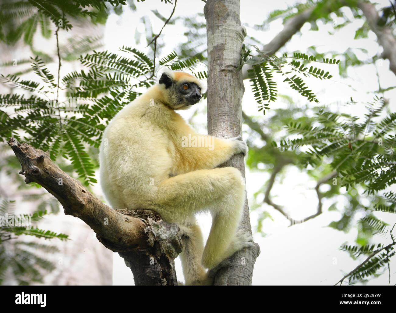 Loki manambato reserve hi-res stock photography and images - Alamy