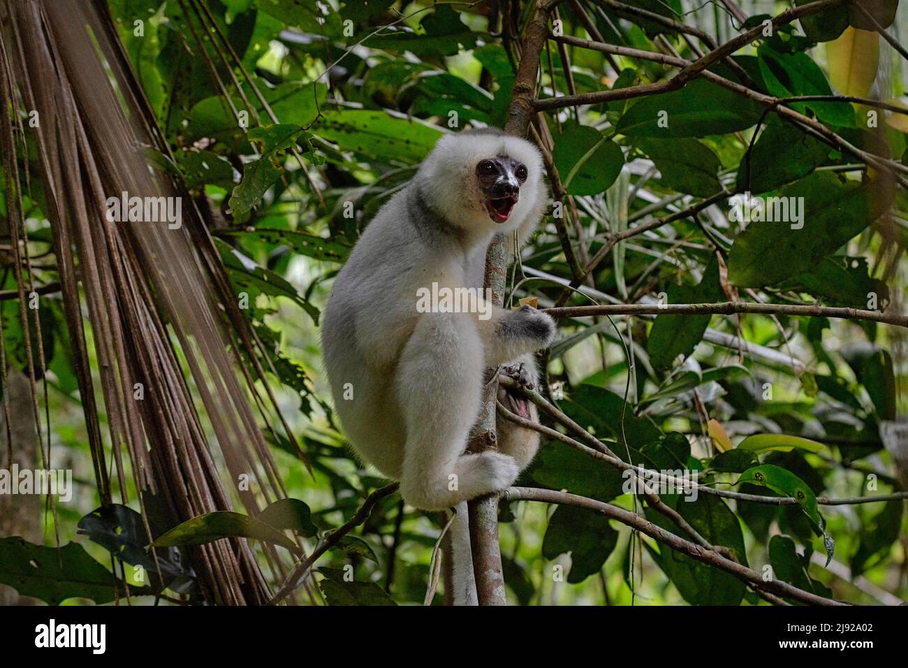 A silky sifaka (Propithecus candidus) in the rainforests of Marojejy ...