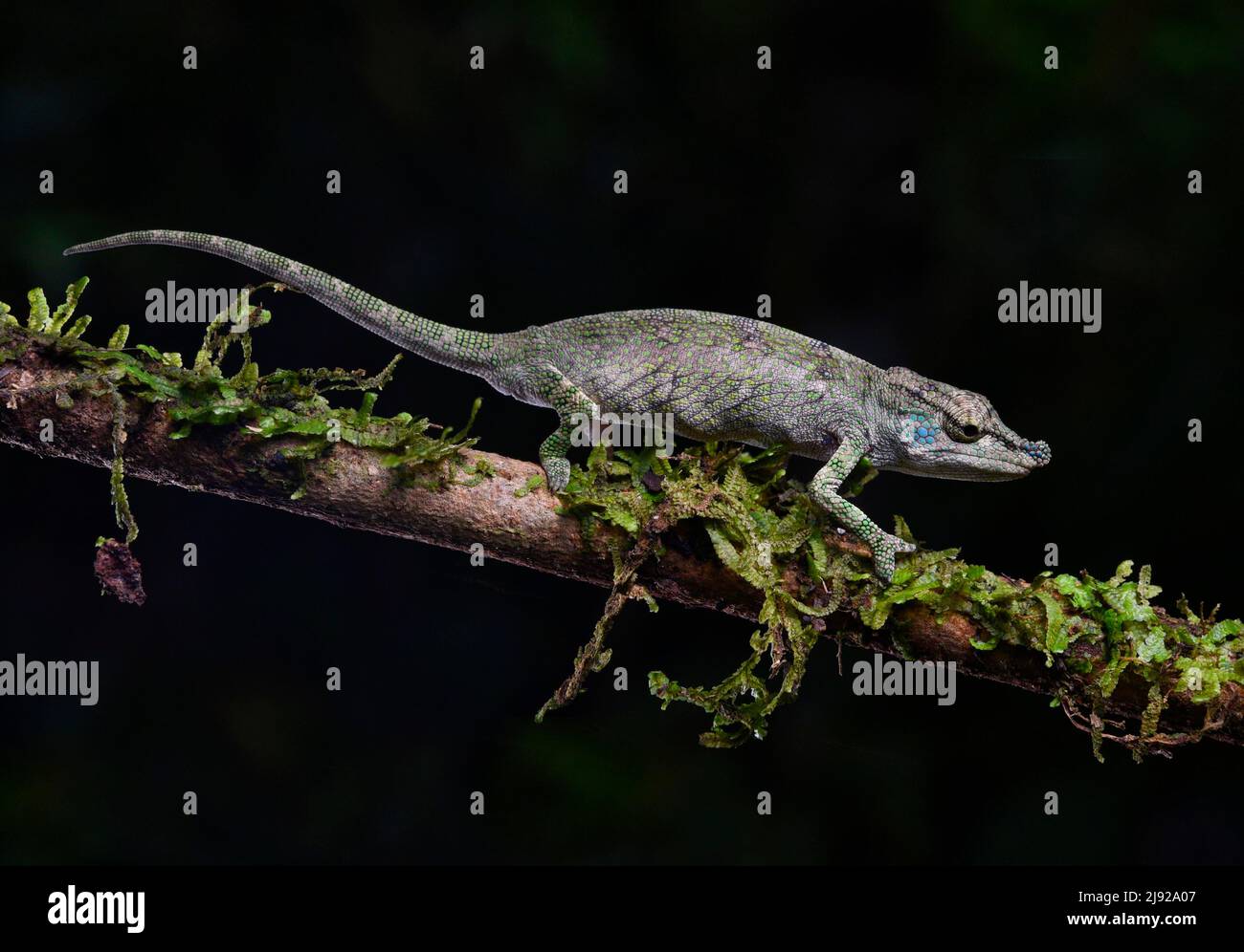 A female calumma radamanus (Calumma cf. radamanus) of the genus, in the rainforests of Marojejy ...