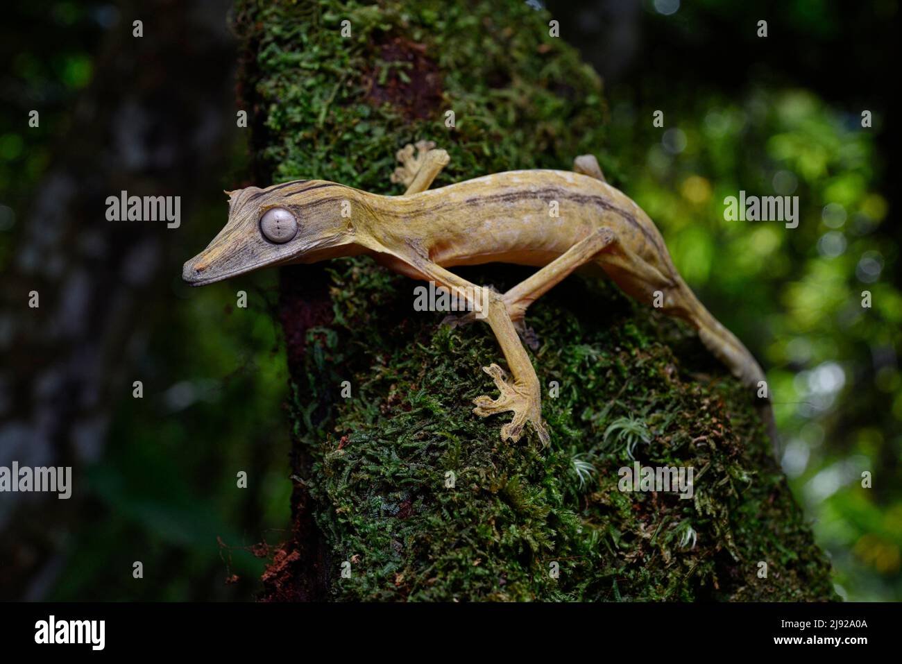 Lined Leaf Tailed Gecko