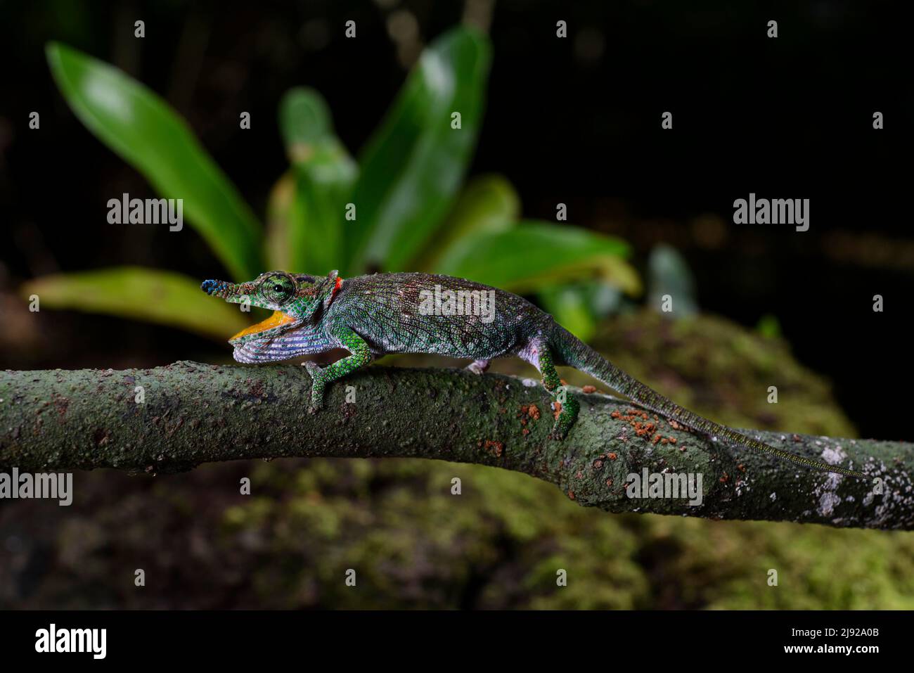 A chameleon of the genus (Calumma linotum) in the rainforests of the ...