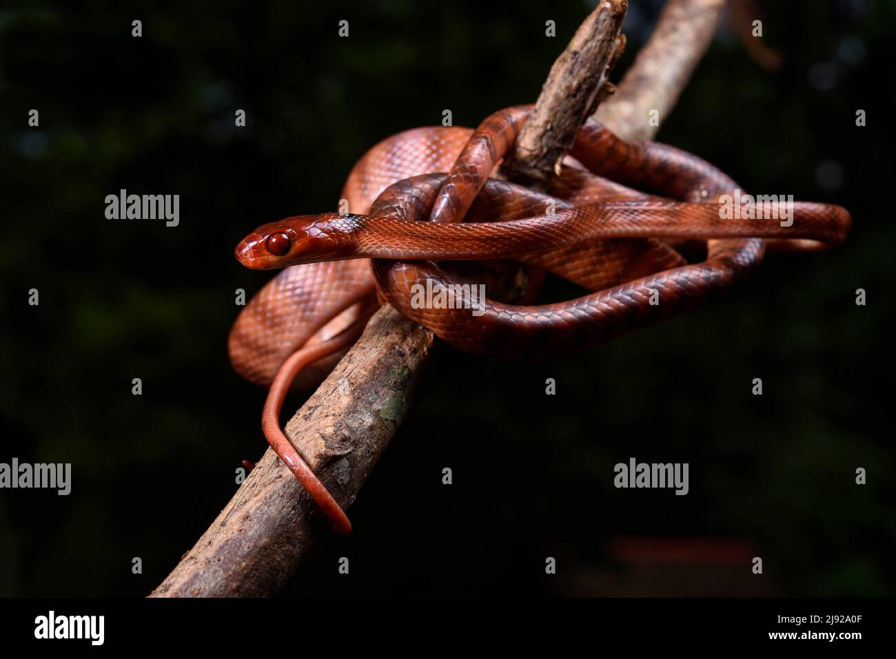 A snake of the genus (Phisalixella variabilis) in the rainforests of ...