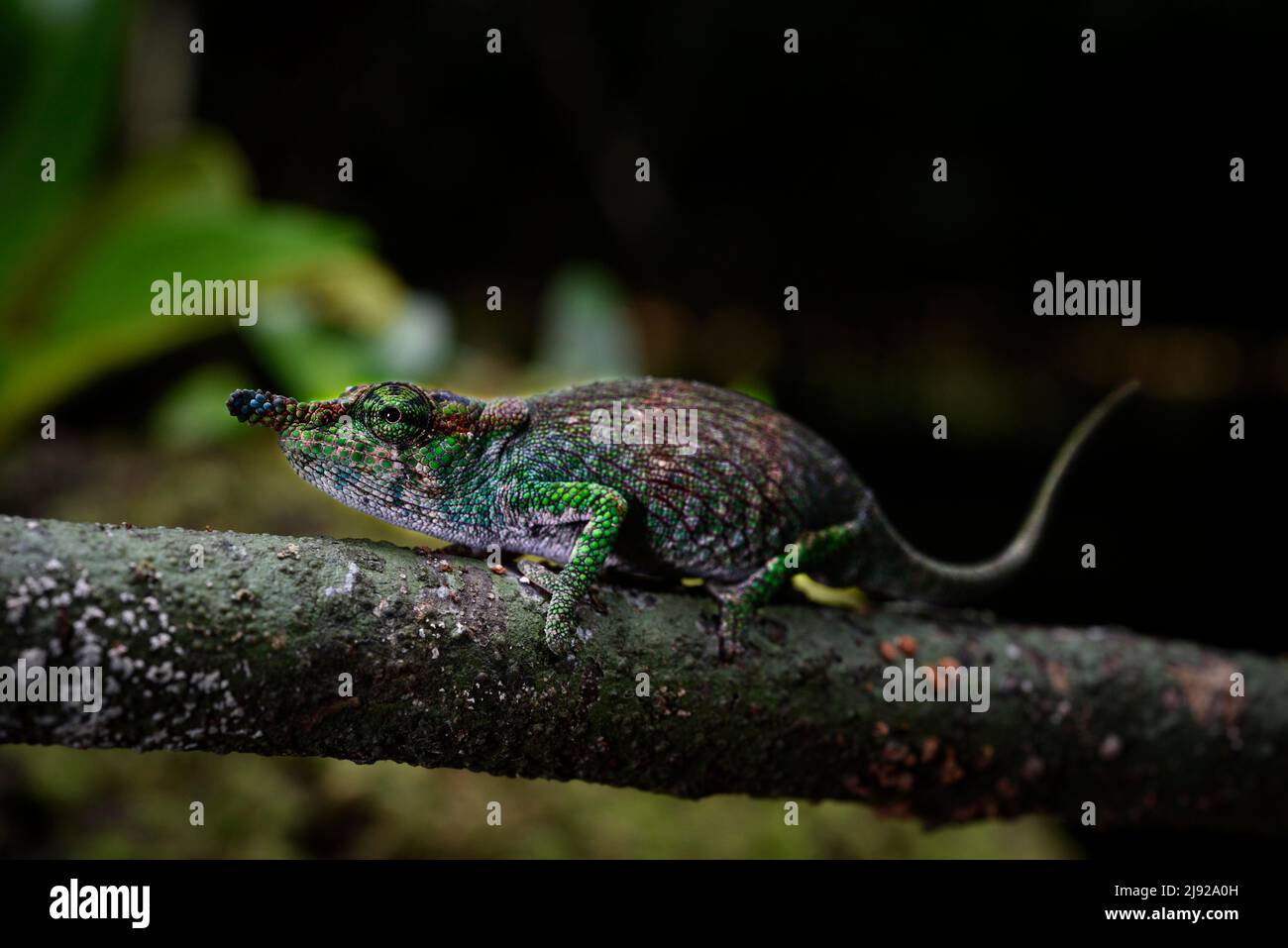 A chameleon of the genus (Calumma linotum) in the rainforests of the ...