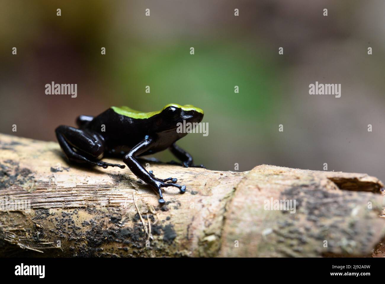 Mantella laevigata hi-res stock photography and images - Alamy