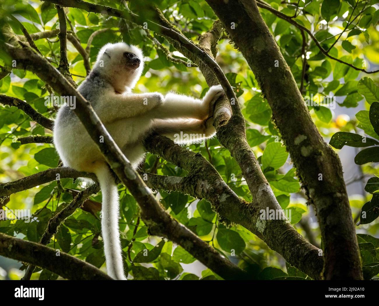 Silky sifaka (Propithecus candidus) in the rainforests of Marojejy ...