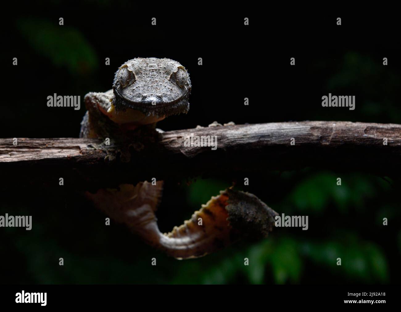 A henkel's leaf-tailed gecko (Uroplatus henkeli) of the genus in the ...