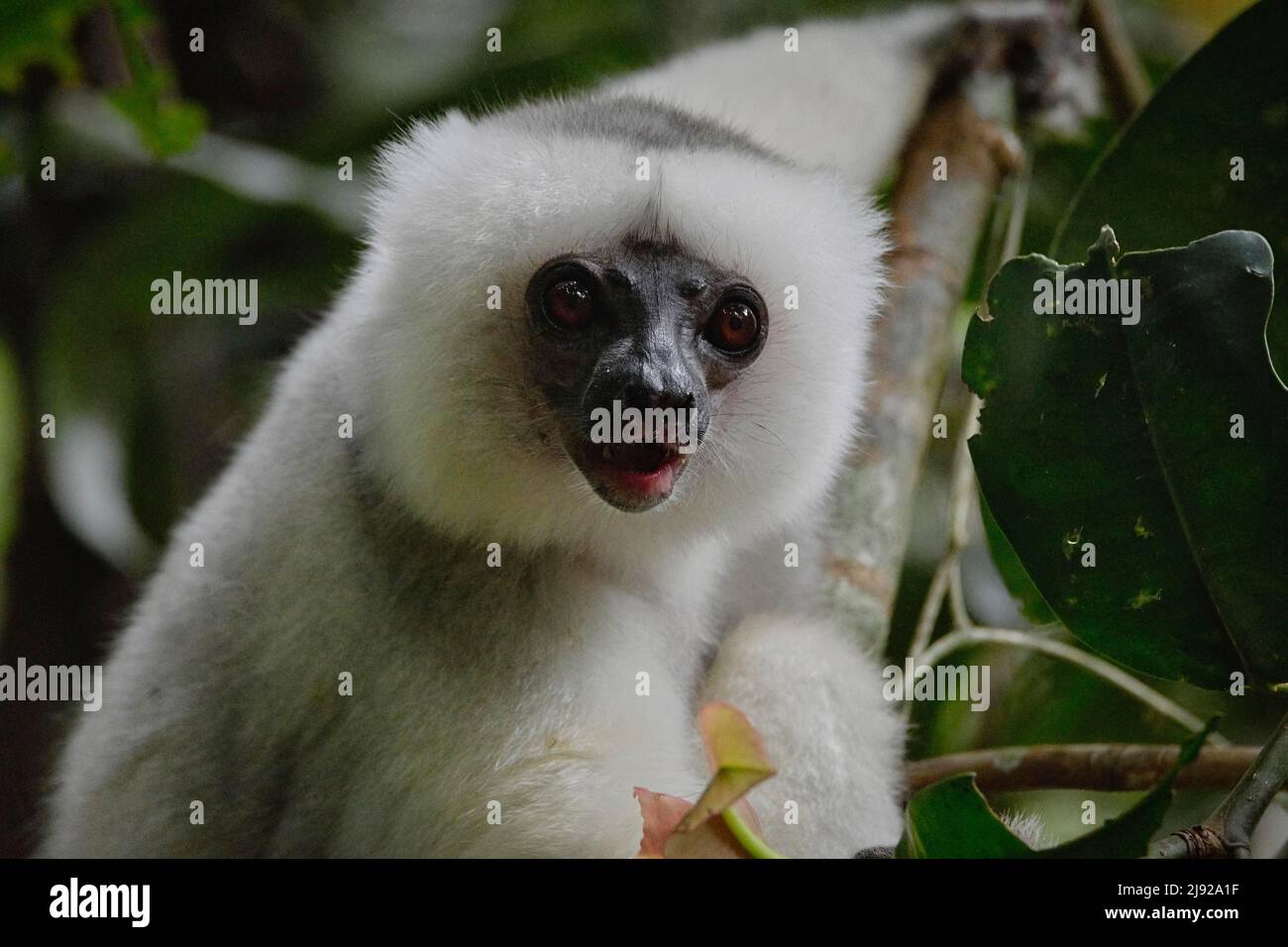 A silky sifaka (Propithecus candidus) in the rainforests of Marojejy ...