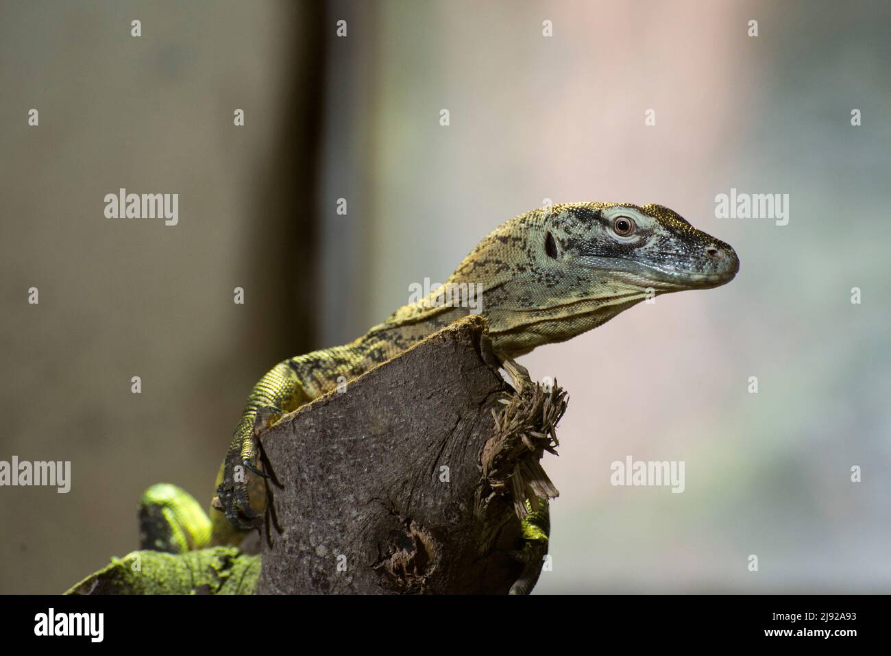 Durrell wildlife park jersey hi-res stock photography and images - Alamy