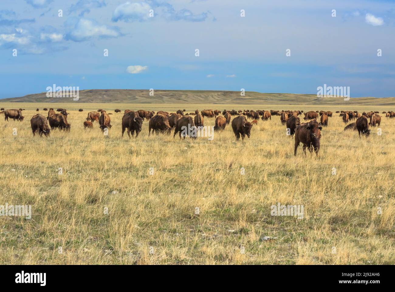 buffalo (bison) herd on prairie ranch land near choteau, montana Stock ...