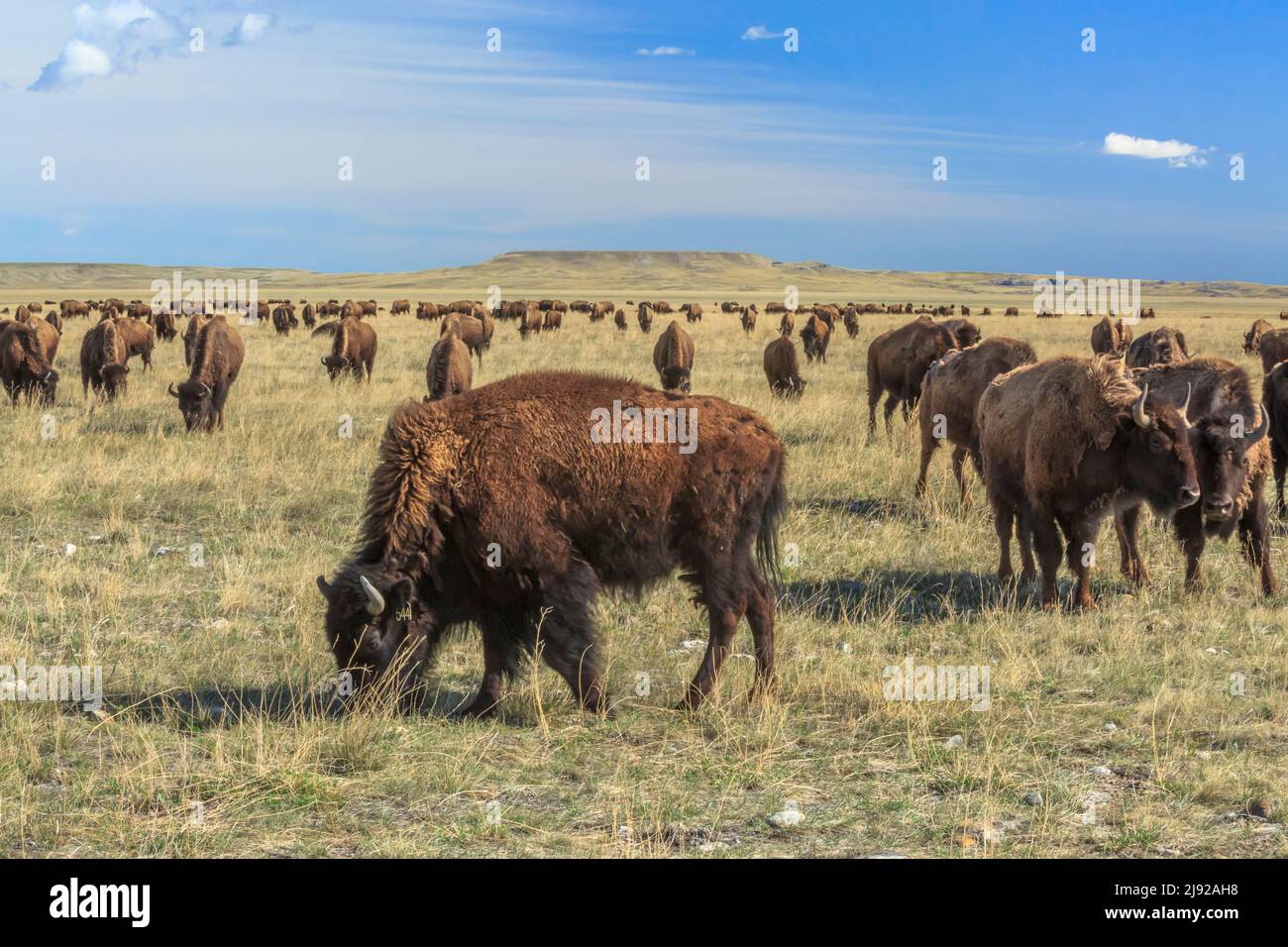 buffalo (bison) herd on prairie ranch land near choteau, montana Stock ...
