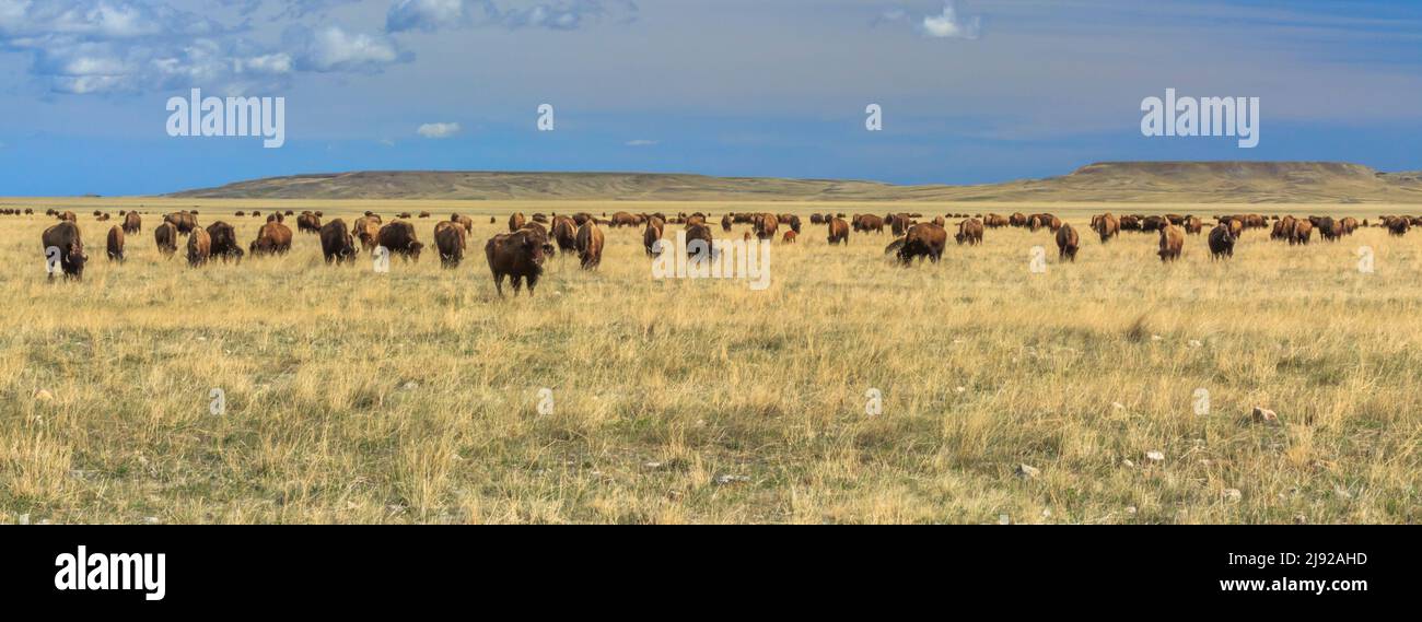 Bison Herd Panorama