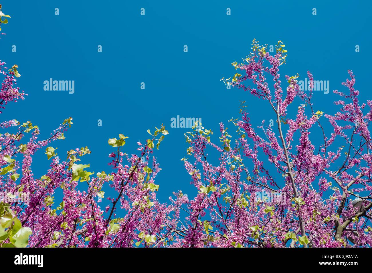 Beautiful pink blooming tree branches against the blue sky, spring time ...