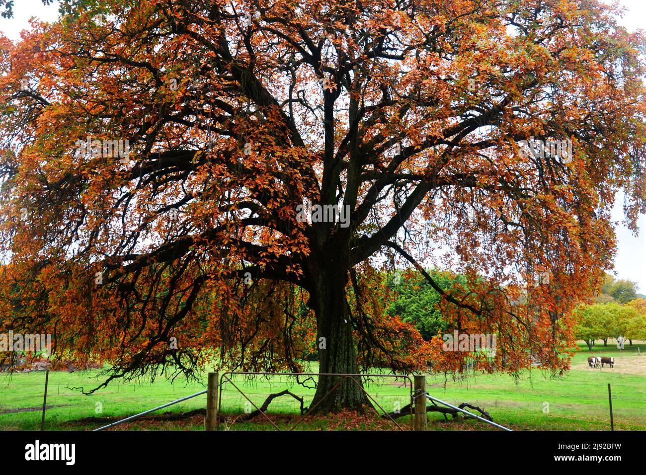 Deciduous Trees Australia