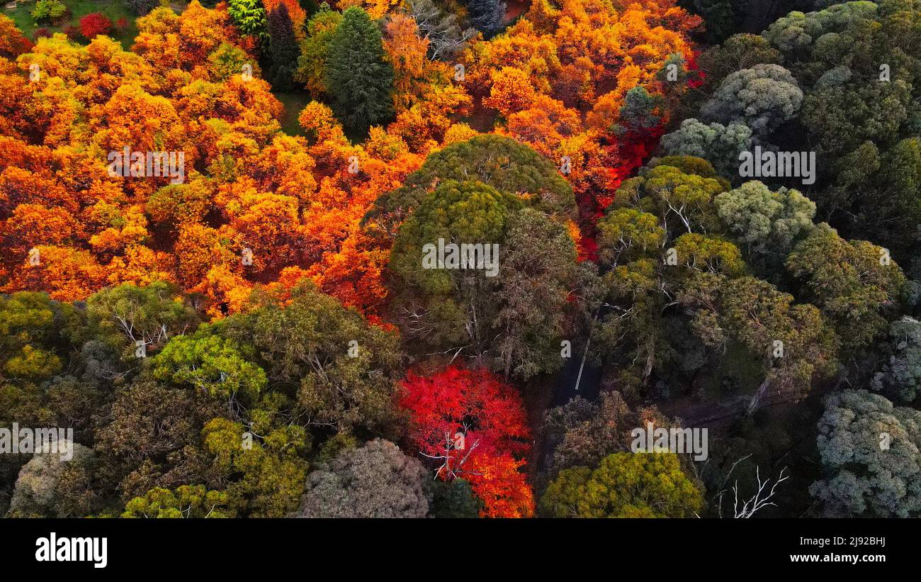 Liquidamber tree autumn leaves hi-res stock photography and images - Alamy