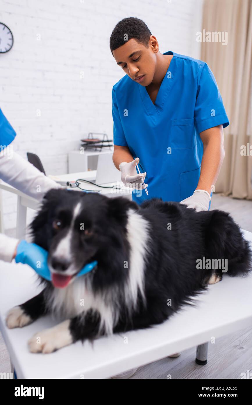 African american doctor holding syringe near blurred border collie and ...