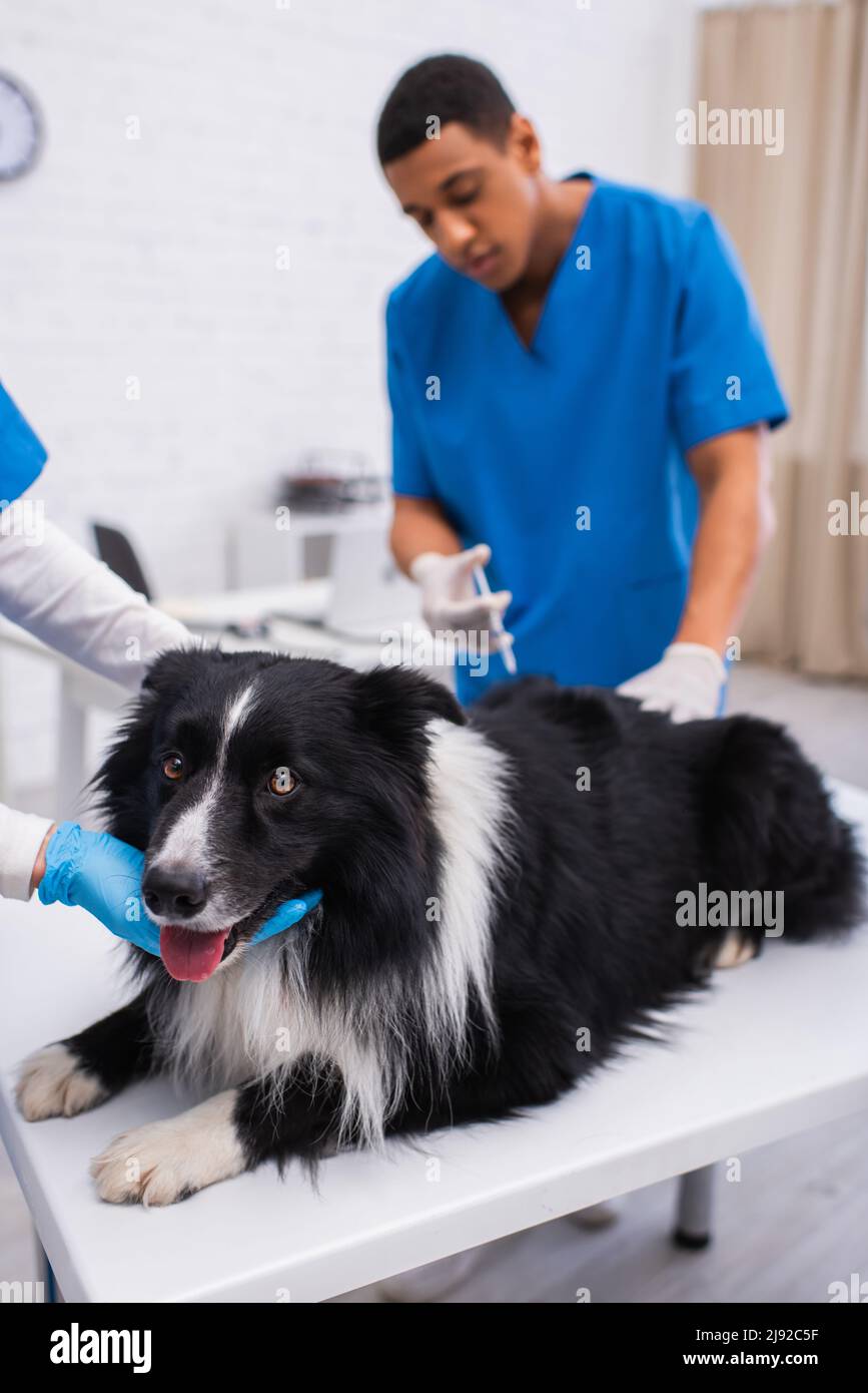 Vet doctor petting border collie near blurred african american ...