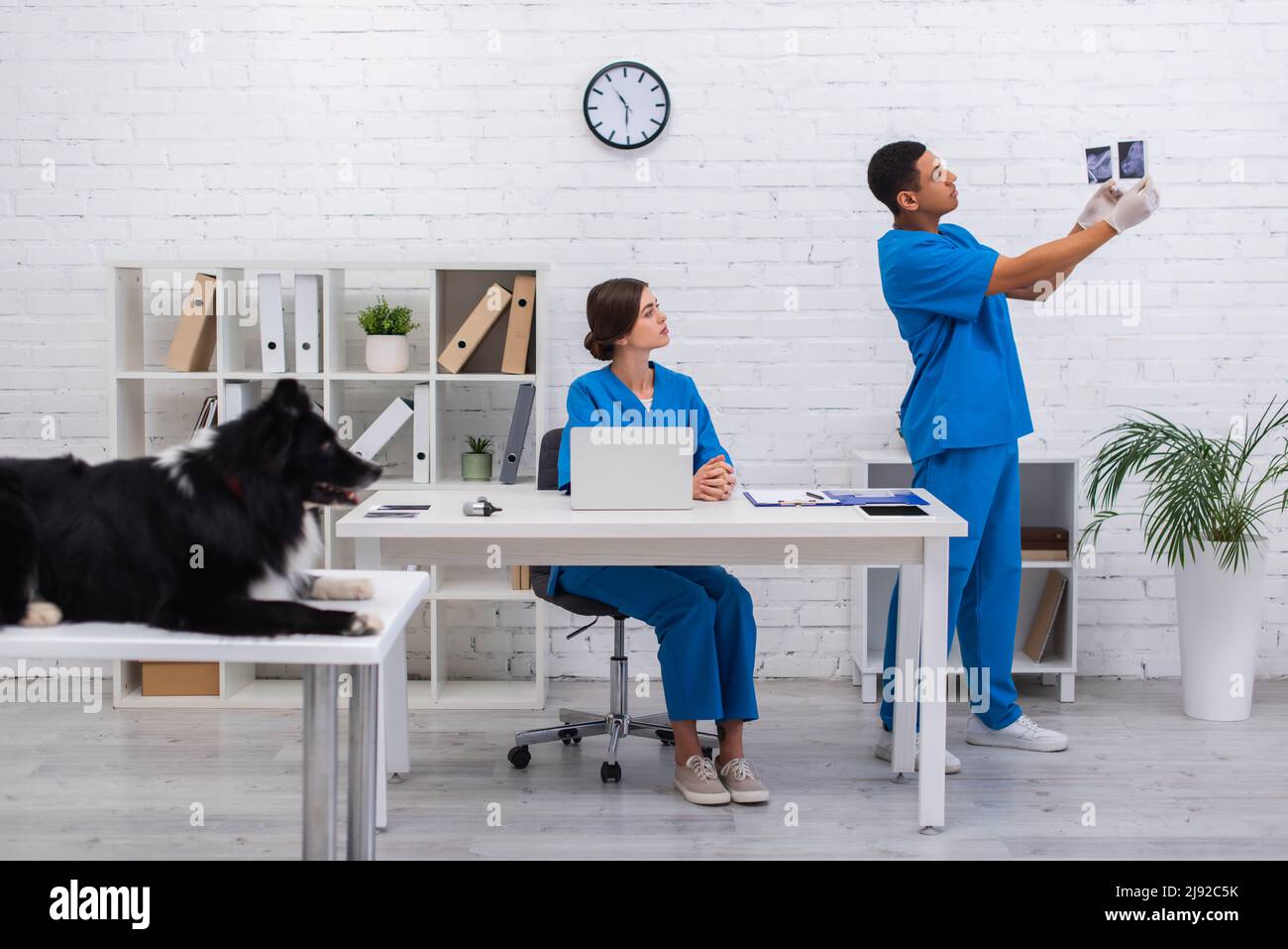 African american doctor holding ultrasound scans near colleague and ...