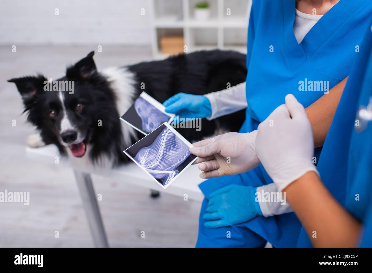 X ray view dog hi-res stock photography and images - Alamy