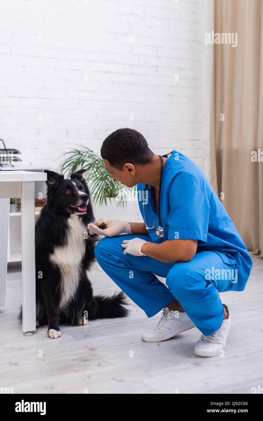 African american doctor holding paw of border collie in vet clinic ...