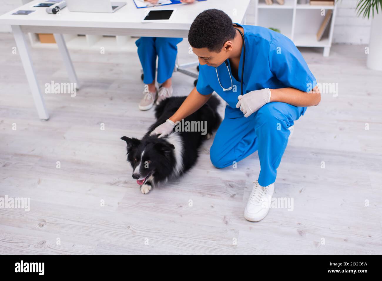 African american veterinarian computer hi-res stock photography and ...