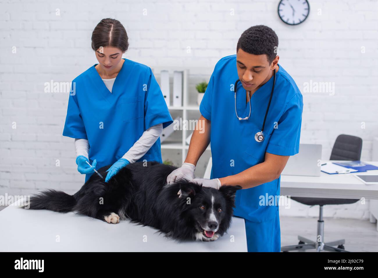 Multiethnic vet doctors doing vaccination of border collie in clinic ...