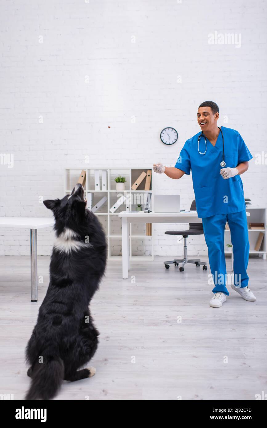 Happy african american veterinarian playing with border collie in ...