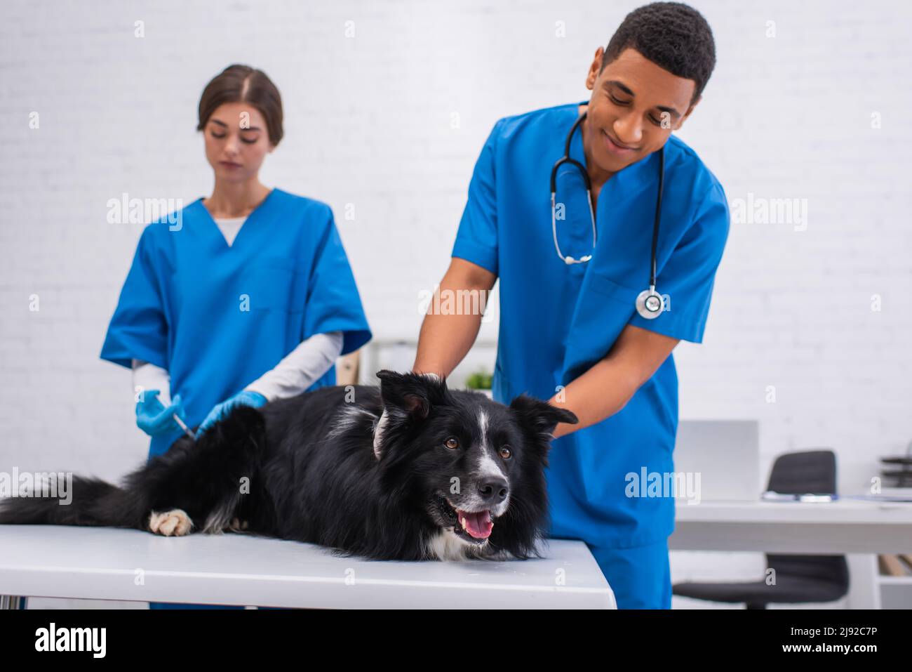 Positive african american veterinarian looking at border collie near ...