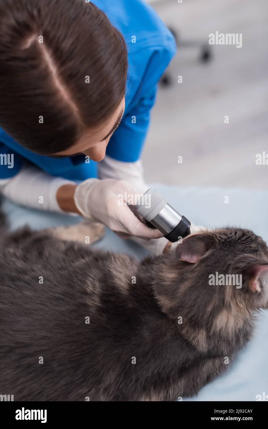 Blurred vet doctor examining maine coon cat with otoscope in clinic ...